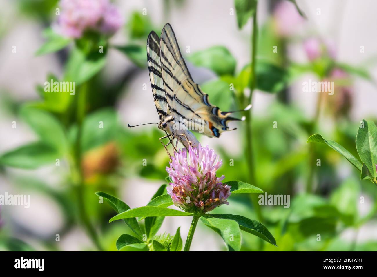 Beautiful Butterfly Scarce Swallowtail, Sail Swallowtail, Pear-tree ...