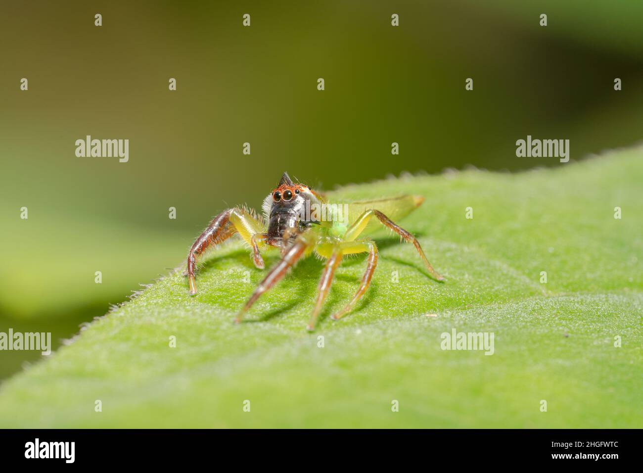 Big green jumping spider with orange legs and black head Stock Photo ...
