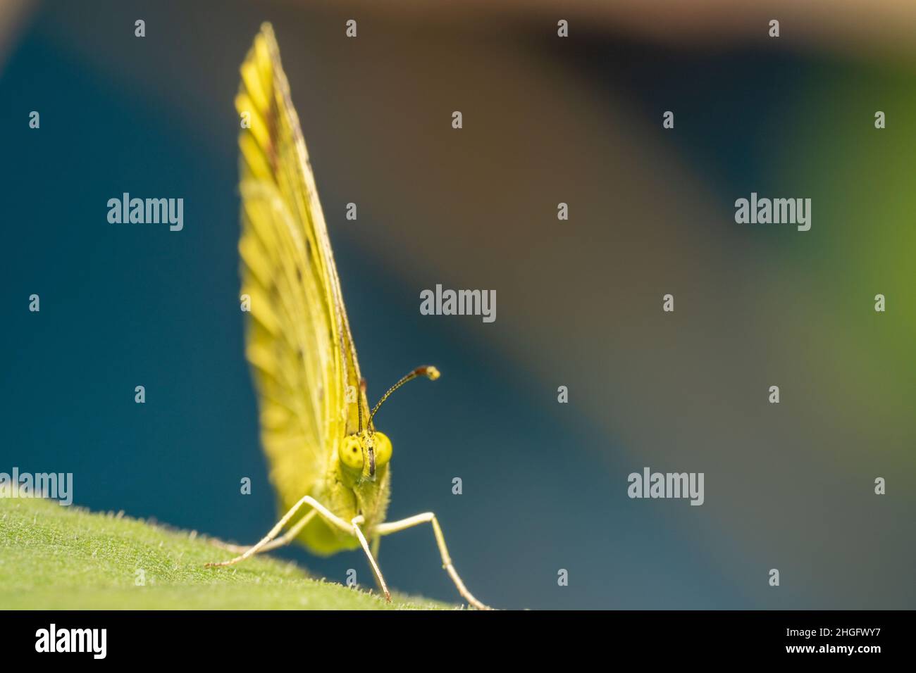 Grass yellow butterfly with green eyes Stock Photo - Alamy