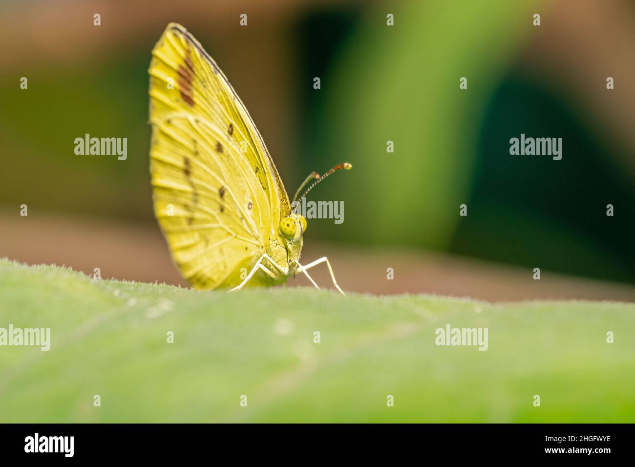Grass yellow butterfly Stock Photo - Alamy