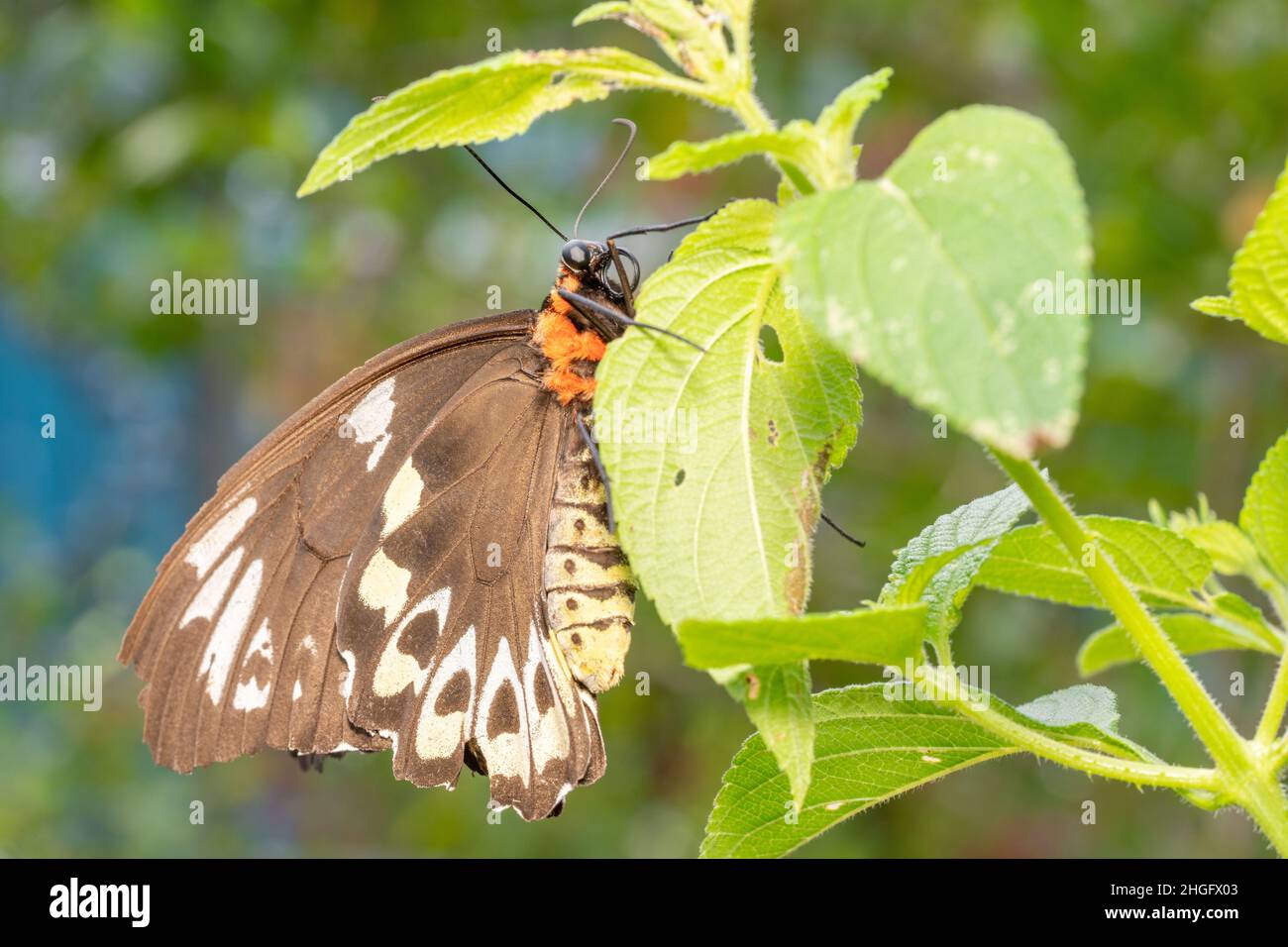 Beautiful patterned black and white thick butterfly Stock Photo - Alamy