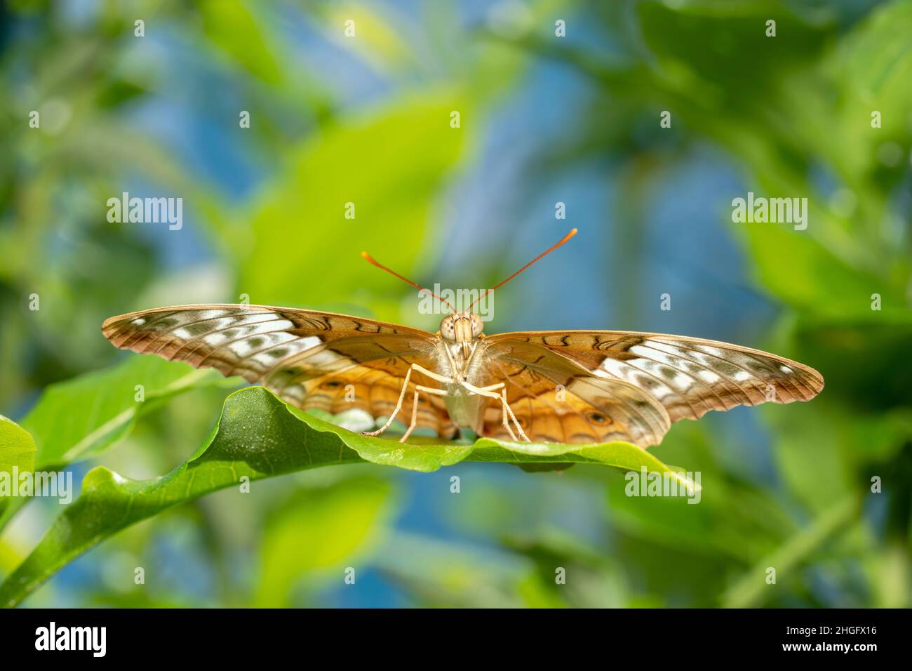Cruiser butterfly with long colourful wings Stock Photo - Alamy