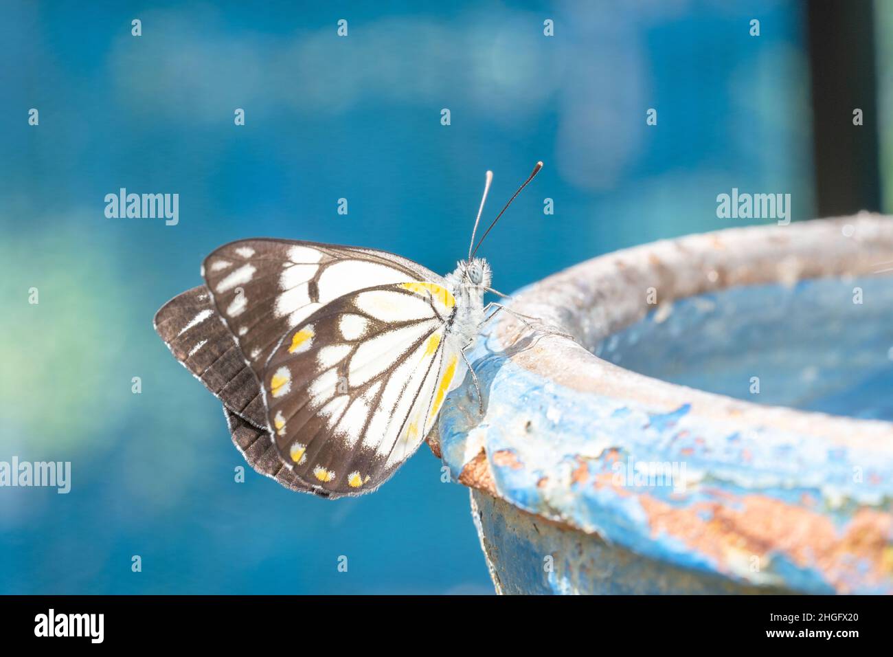 Caper white butterfly sitting on a pot Stock Photo - Alamy