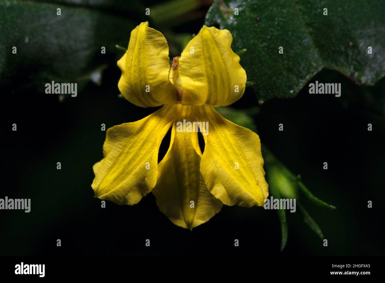 Australian flowering weed hi-res stock photography and images - Alamy