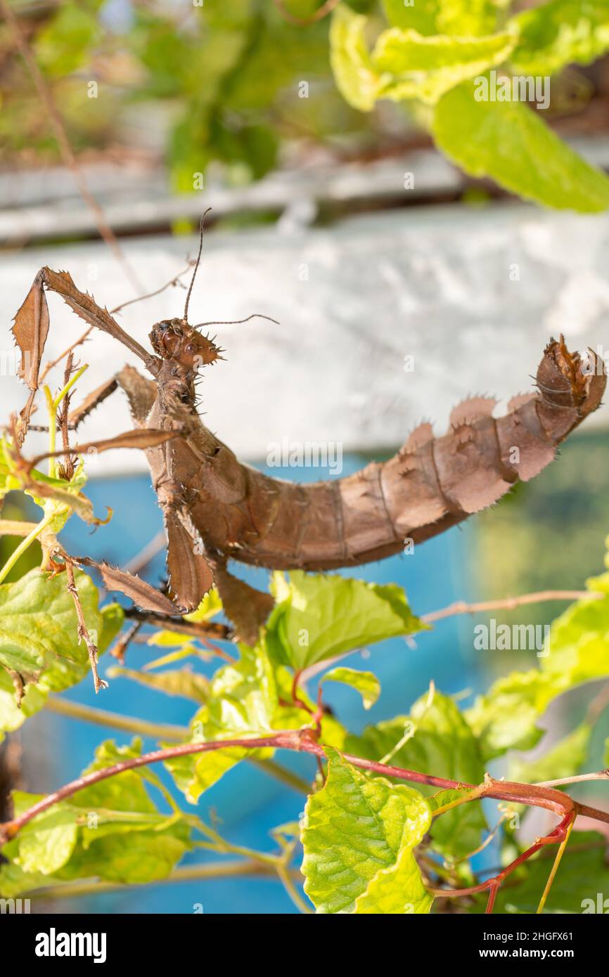 Giant prickly stick insect eating leaves Stock Photo - Alamy