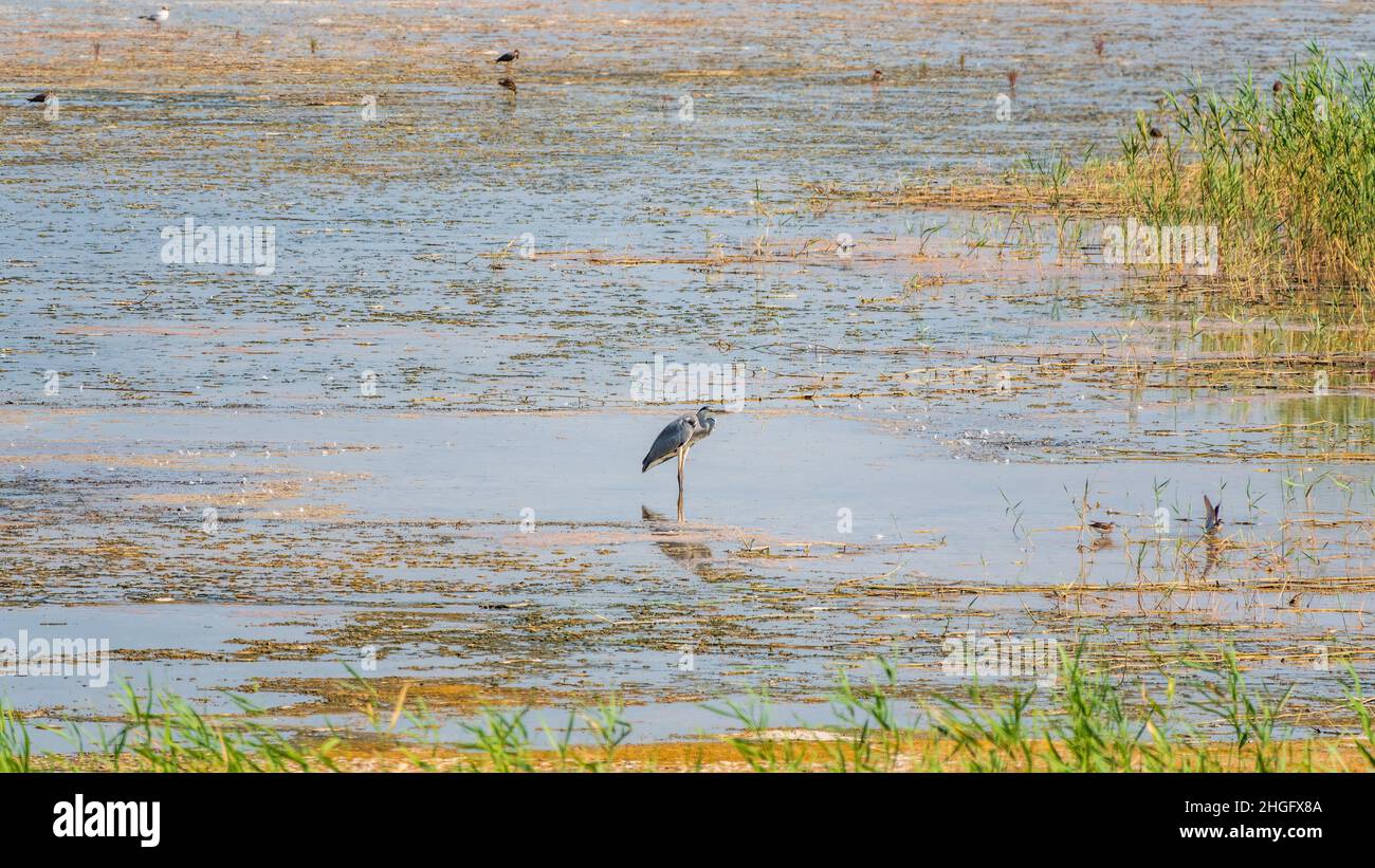 The grey heron stands in the lake. Grey heron Ardea cinerea looking at ...