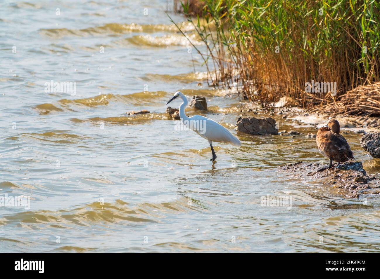 The white heron stands in the lake. Small White Heron, lat. Egretta ...