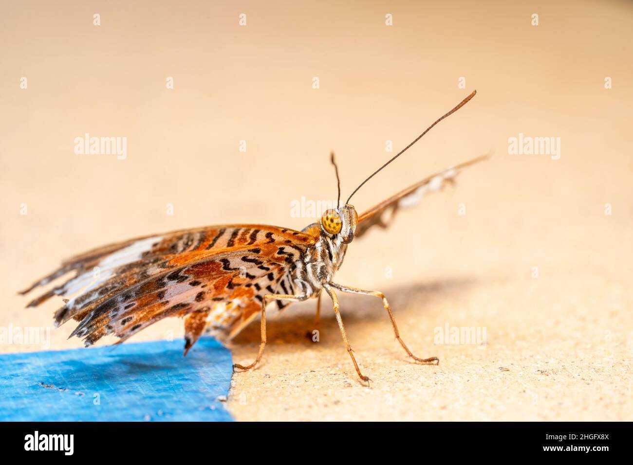 Dying orange lacewing butterfly Stock Photo - Alamy