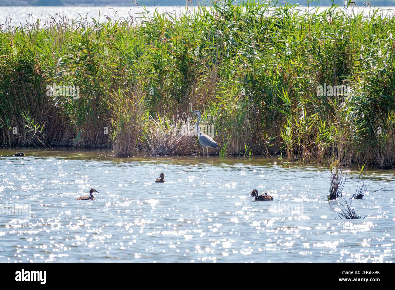 The grey heron stands in the lake. Grey heron Ardea cinerea looking at ...