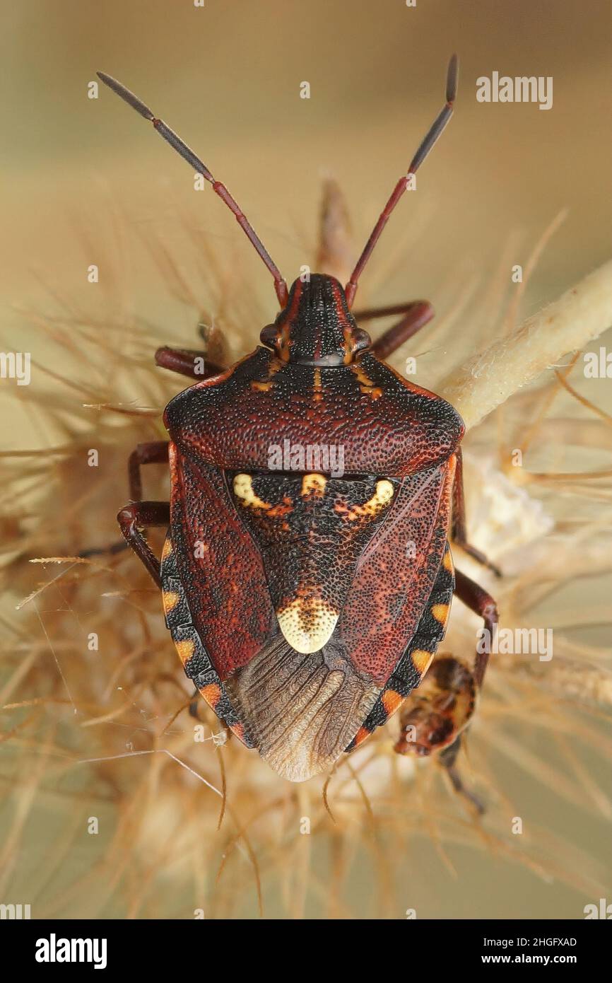 Vertical closeup on a red colorful mediterranean shieldbug , Codophila ...