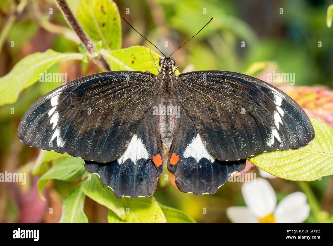 Top down full body shot of a Orchard swallowtail butterfly Stock Photo ...