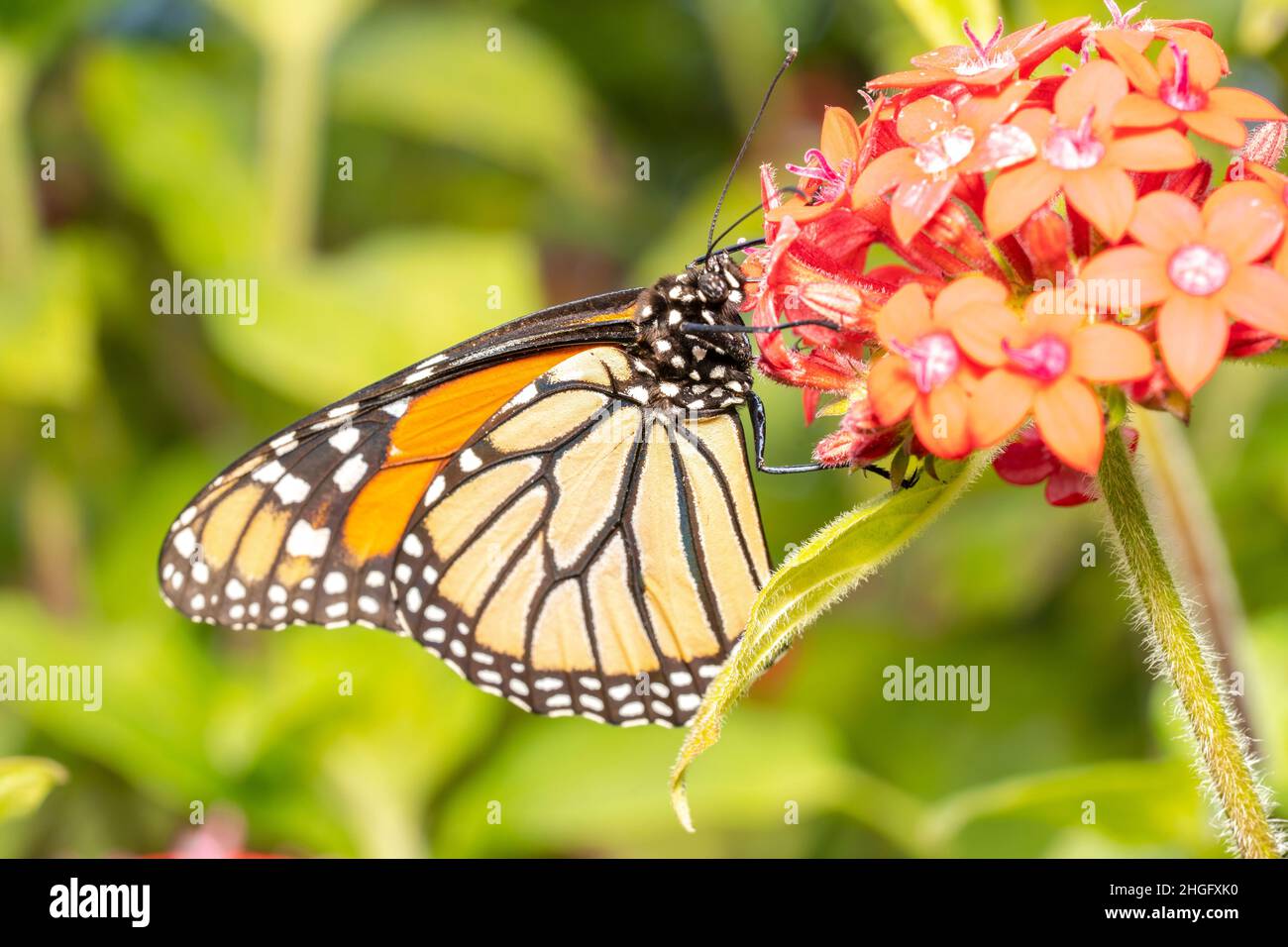 Monarch butterfly with colourful patterns drinking nectar from a flower ...