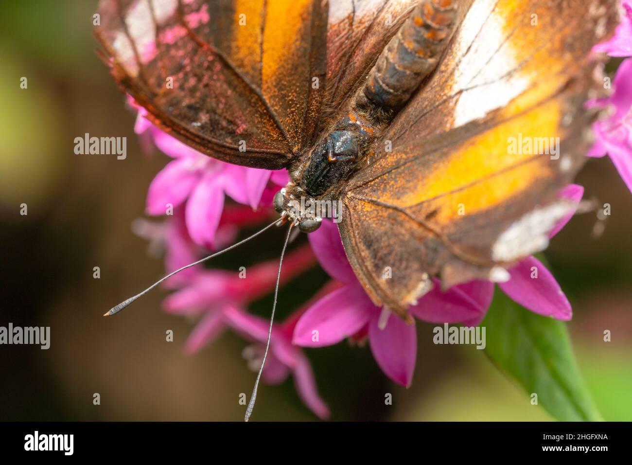 Lesser Wanderer butterfly with broken wings Stock Photo - Alamy