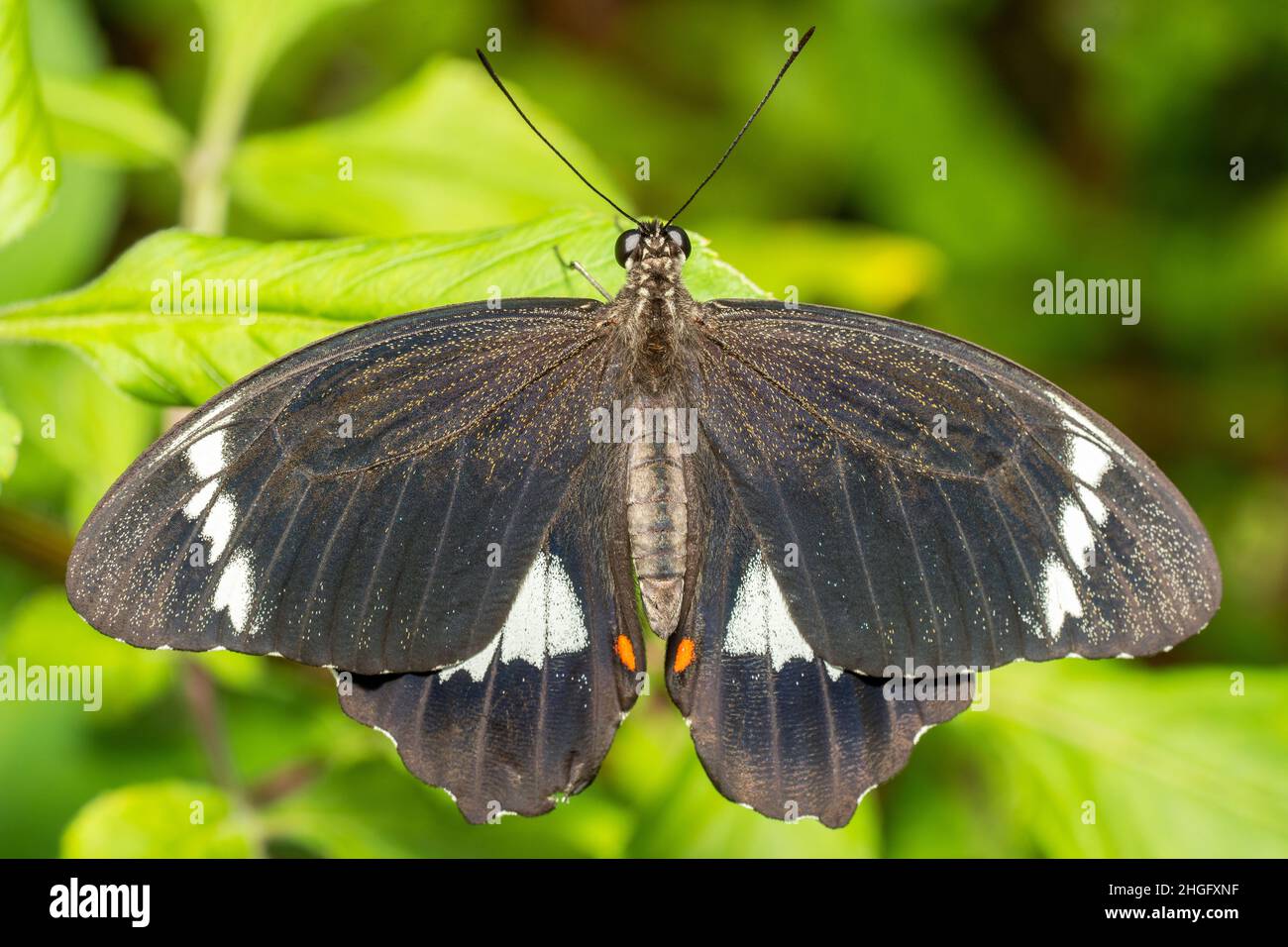 Top down view of a Orchard swallowtail butterfly with long wings Stock ...