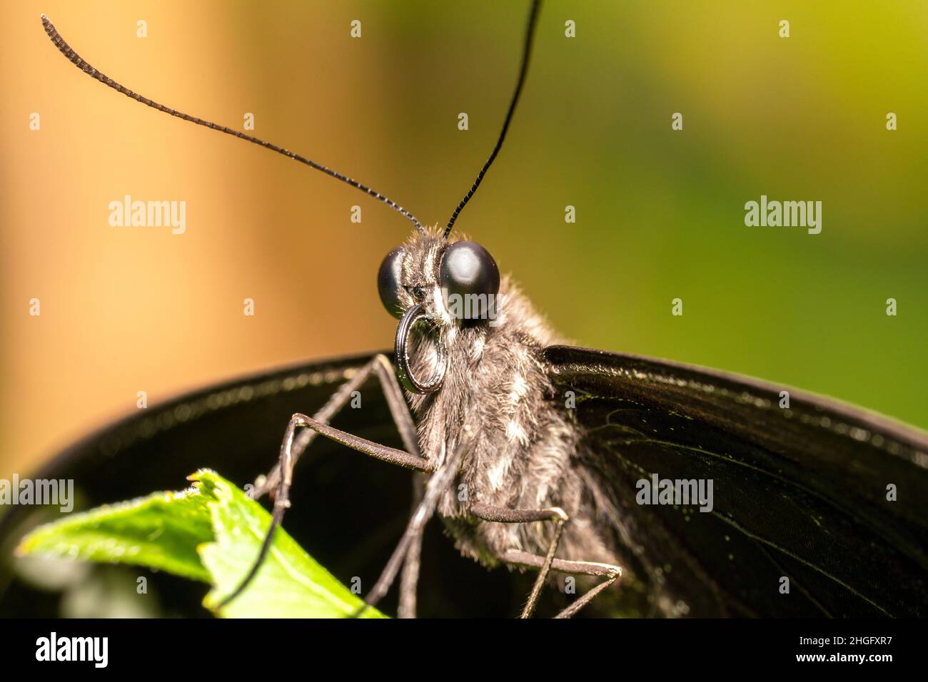 Furry Orchard swallowtail butterfly with glowing eyes Stock Photo - Alamy