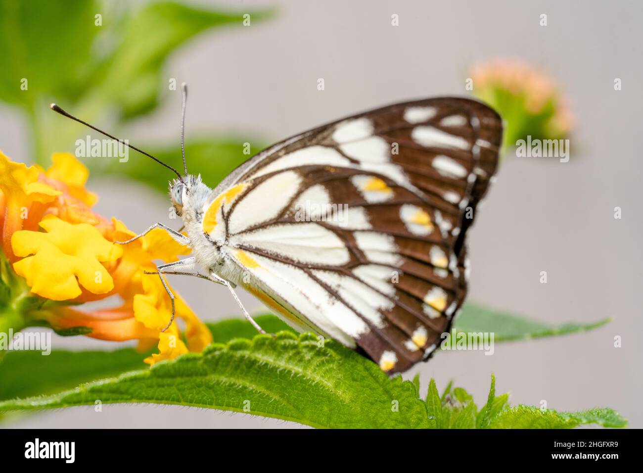 Close up shot of a Caper white butterfly with beautiful patterns Stock ...