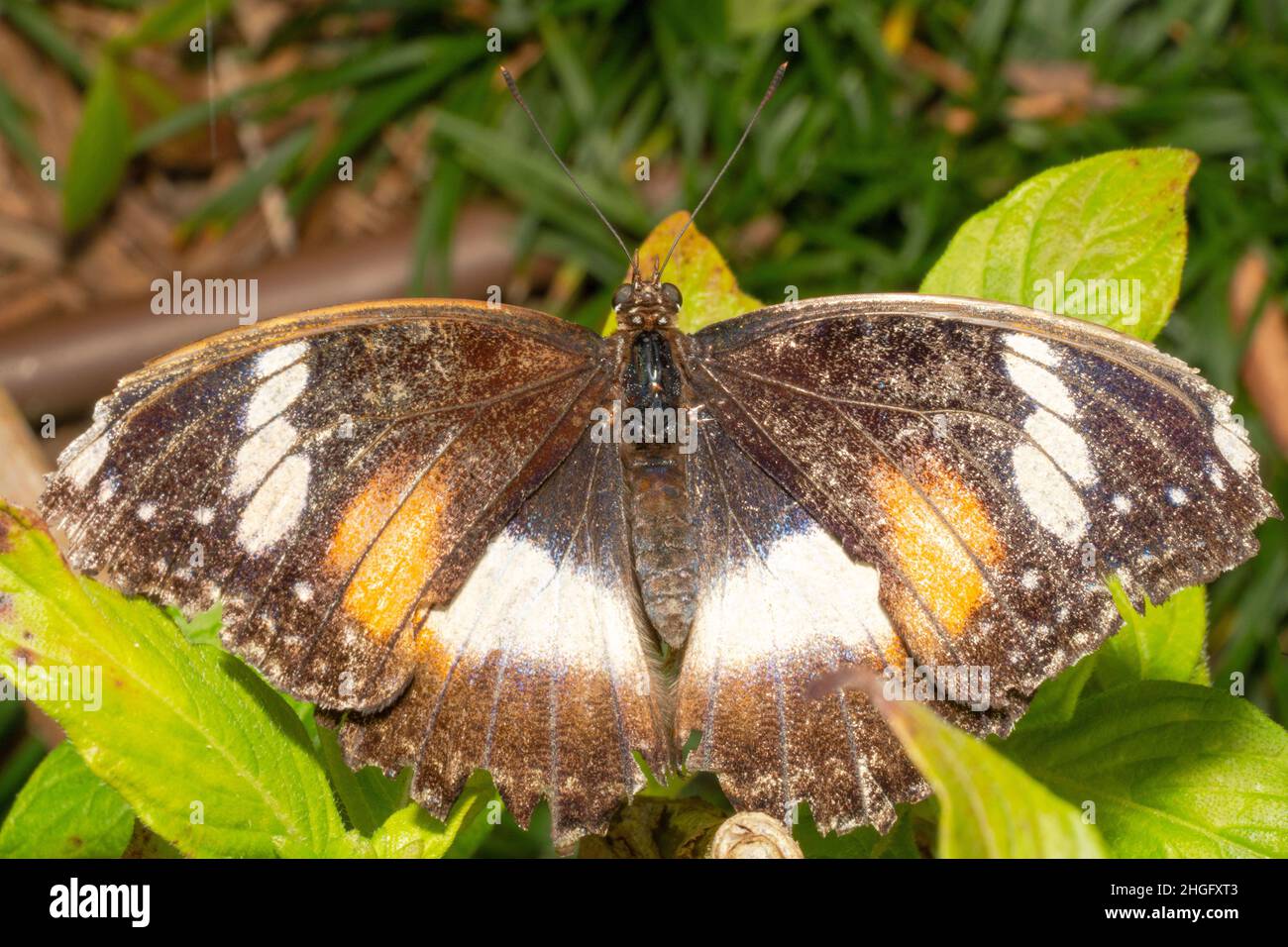 Butterfly top hi-res stock photography and images - Alamy