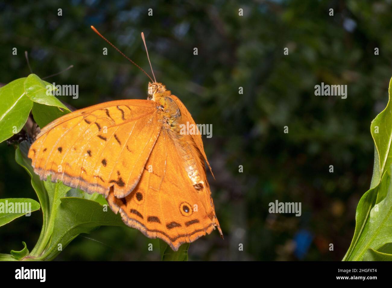 Cruiser butterfly ready to fly away with pointy antennas Stock Photo ...