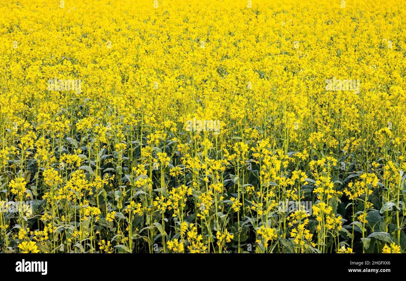 A land of fully covered blossomed yellow mustard flower Stock Photo - Alamy