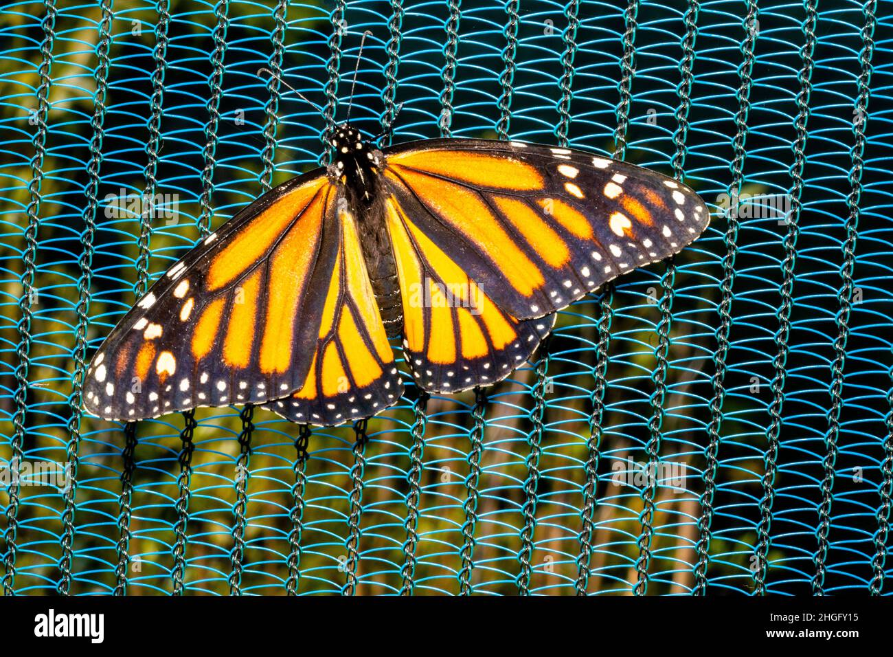 Monarch butterfly sitting on a net with long wings Stock Photo - Alamy