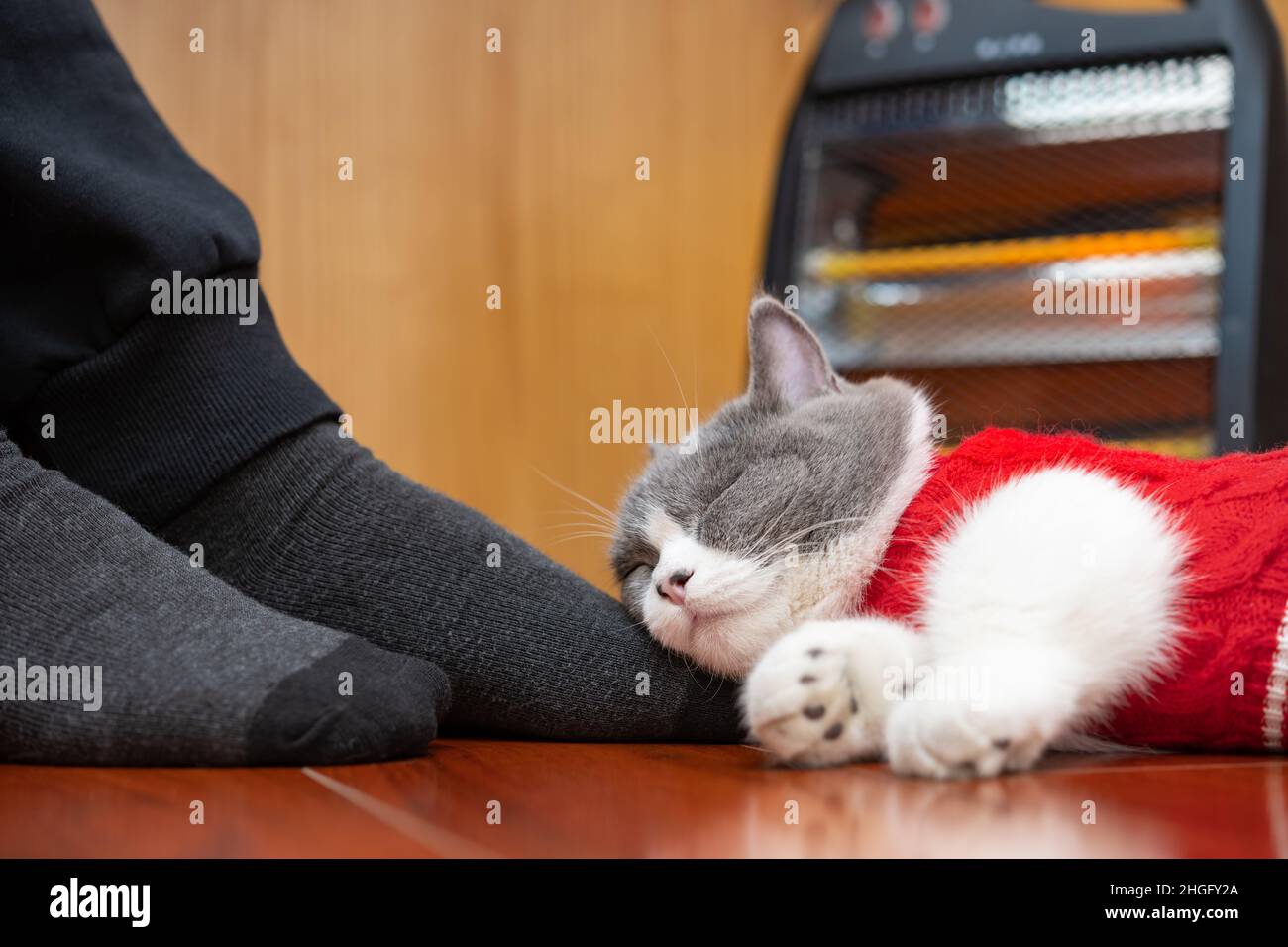 cat sleeping on a mans foot on wooden floor with an electric heater on ...