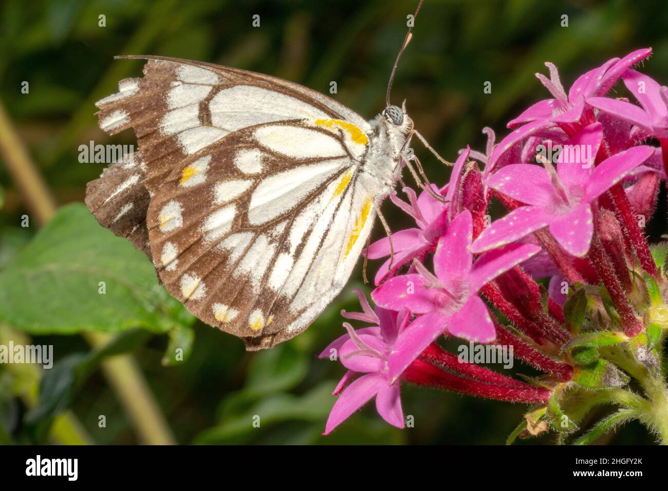 Caper White Butterfly High Resolution Stock Photography and Images - Alamy