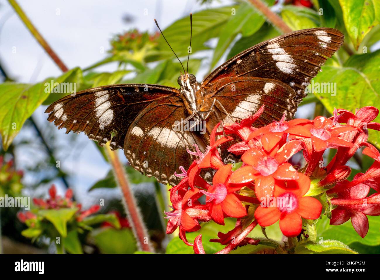 Long wings hi-res stock photography and images - Alamy