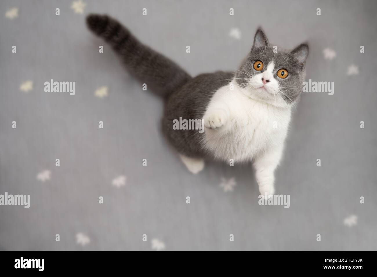 a cute cat standing up Stock Photo - Alamy
