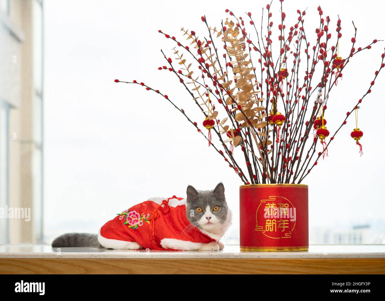 a cute cat with traditional Chinese dress with a pot plant for new year ...