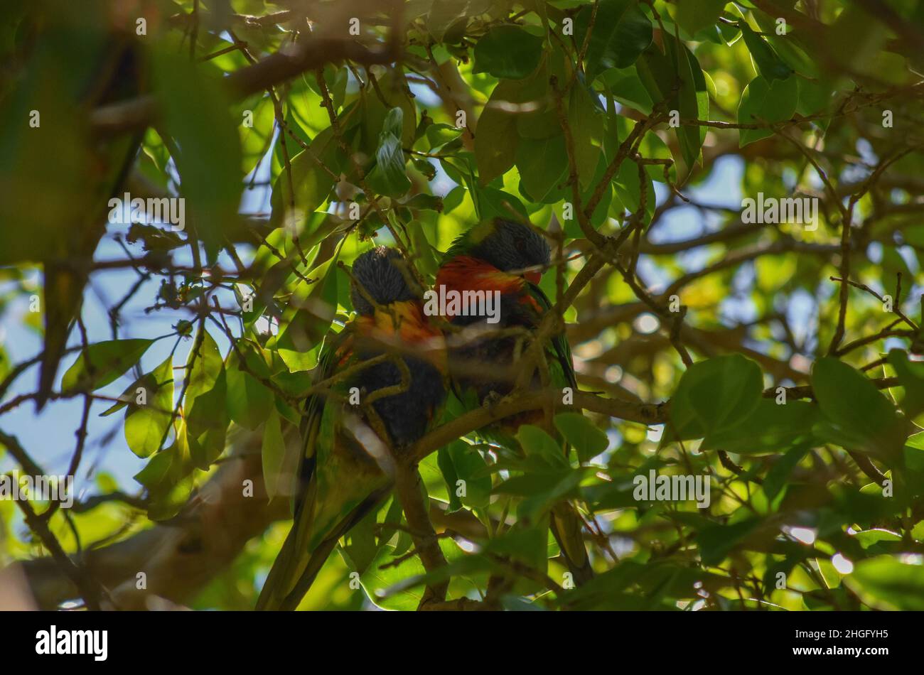 Rainbow Lorikeets - Birds Stock Photo - Alamy