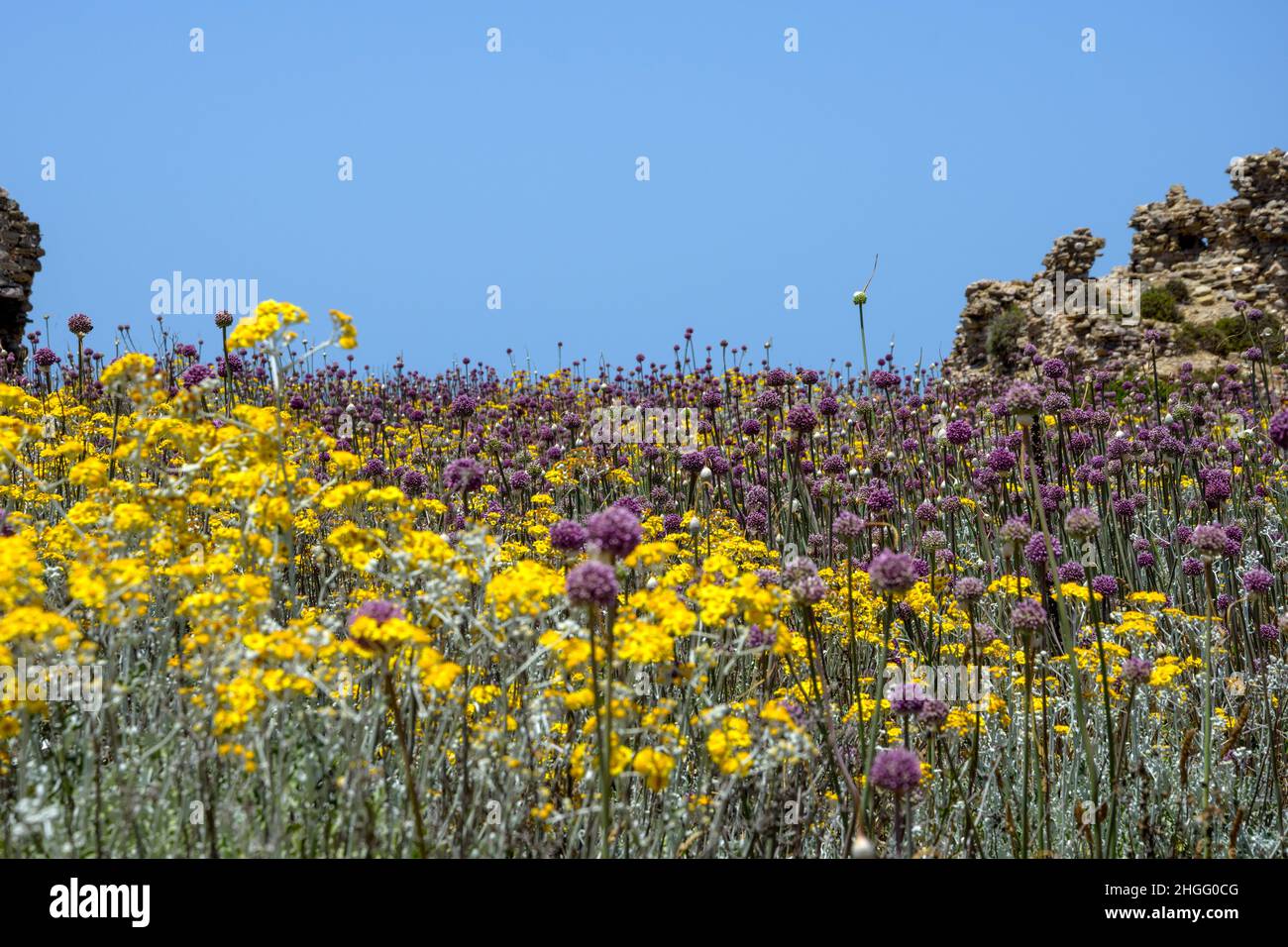 Landscape with colorful wild flowers inside Methoni's castle ruins ...