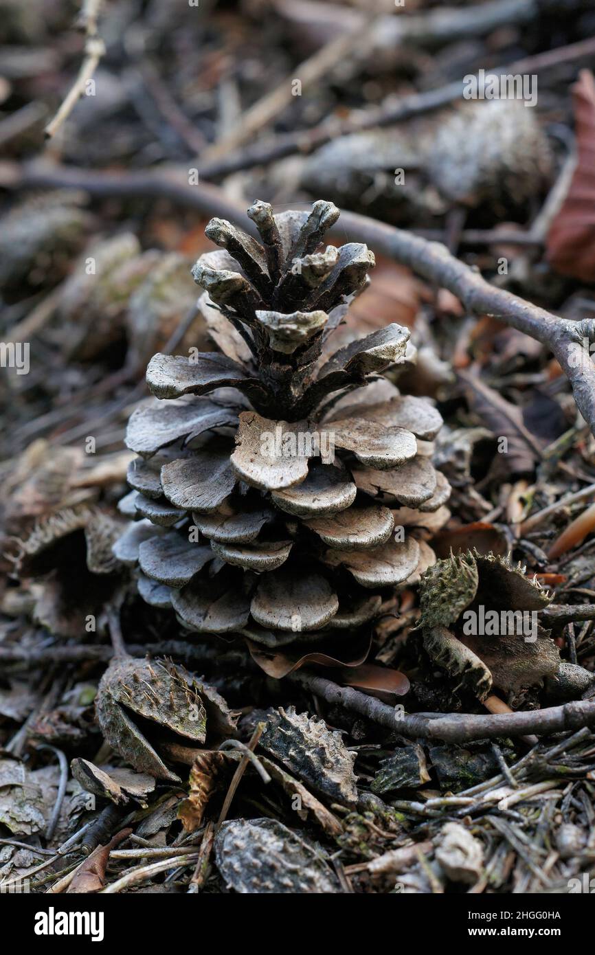 Vertical closeup of a fallen pine cone of a Scotch pine, Pinus ...