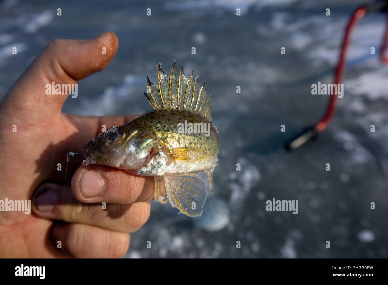 Ruff fishing hi-res stock photography and images - Alamy