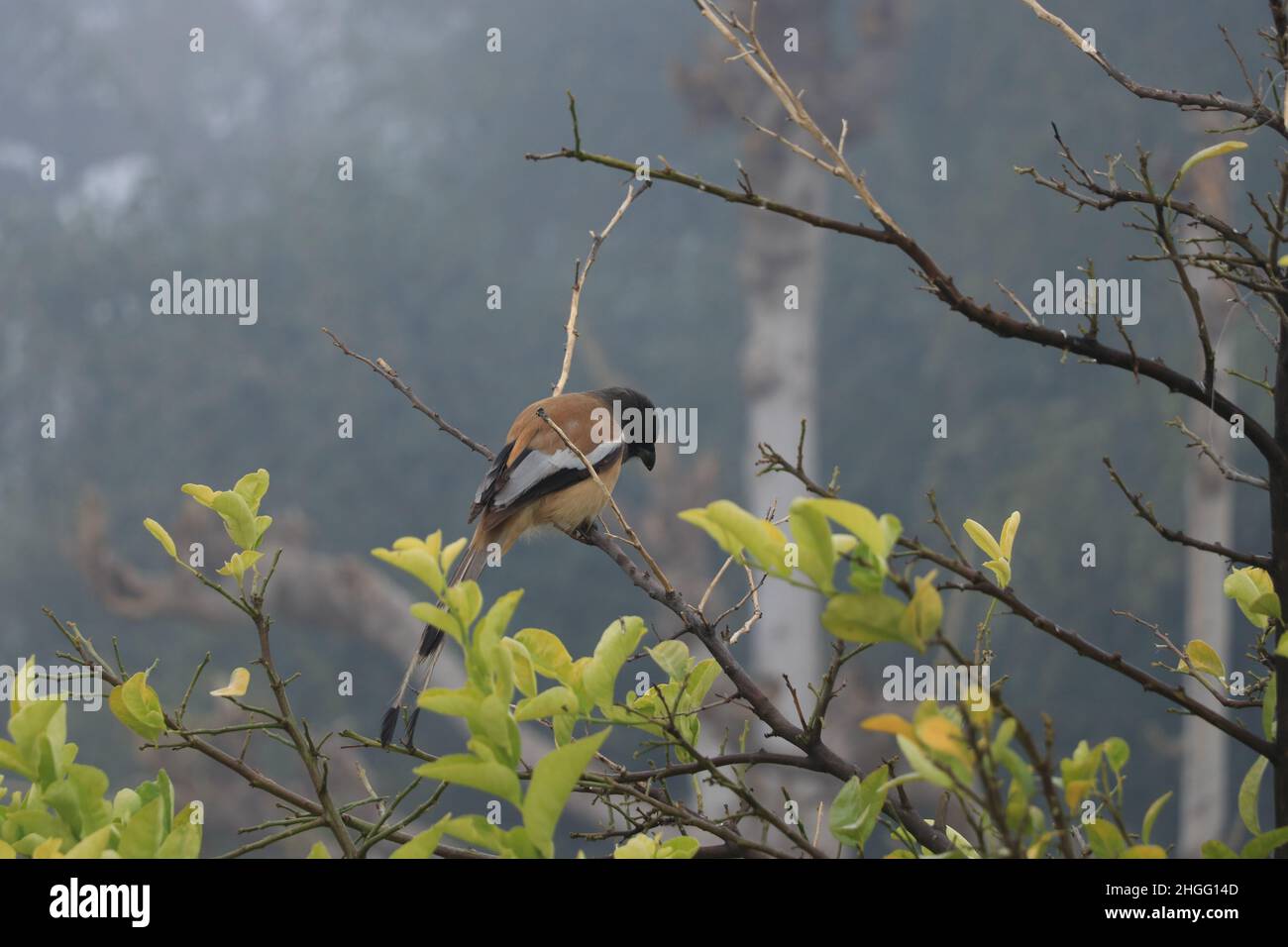 bird sitting on tree dry branch Stock Photo - Alamy