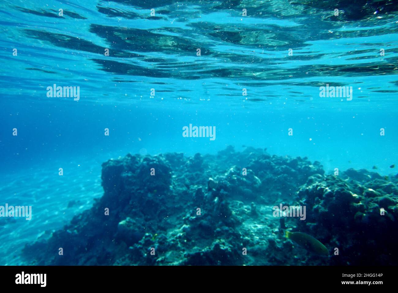 Beautiful underwater background, reef bottom Stock Photo - Alamy