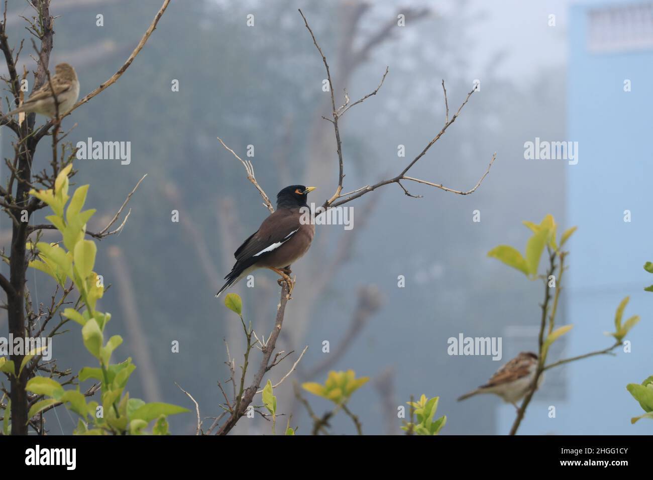 Sitting bird hi-res stock photography and images - Alamy