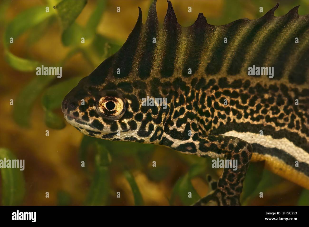 Impressive crest hi-res stock photography and images - Alamy