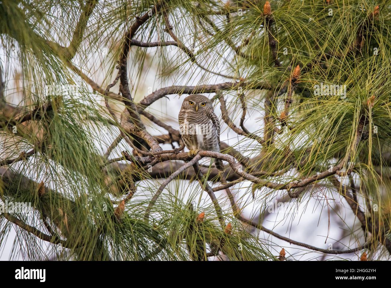 Asian Barred Owlet, Glaucidium cuculoides, Uttarakhand, India Stock ...