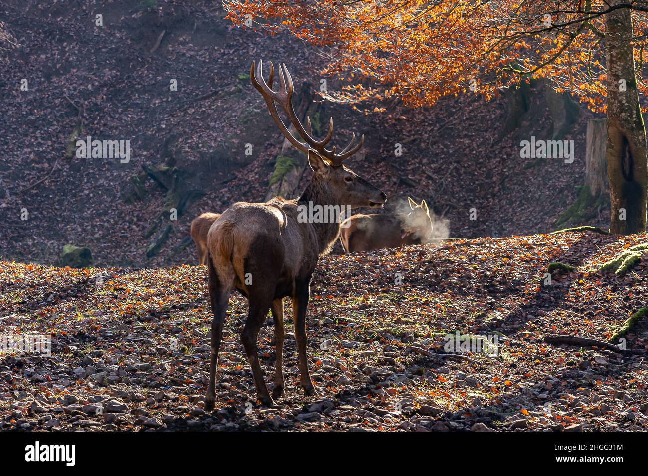 Deers in the Schönbuch nature park in Germany Stock Photo - Alamy