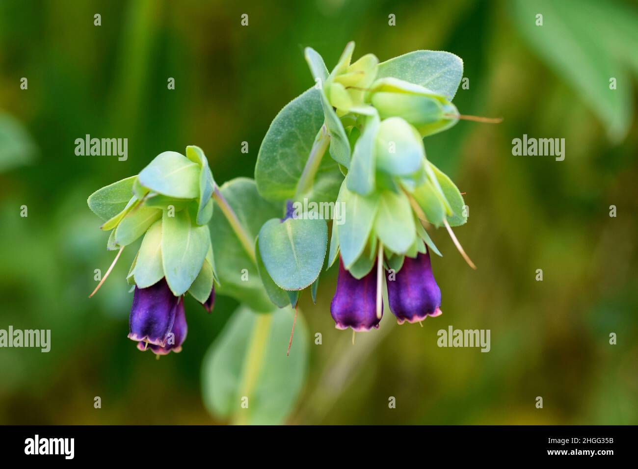 Cerinthe major purpurascens hi-res stock photography and images - Alamy