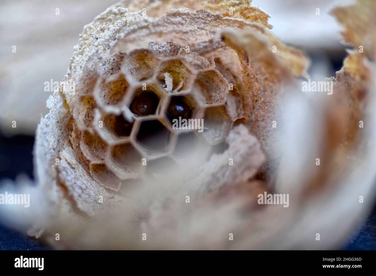 inside a wasp's nest, england Stock Photo - Alamy