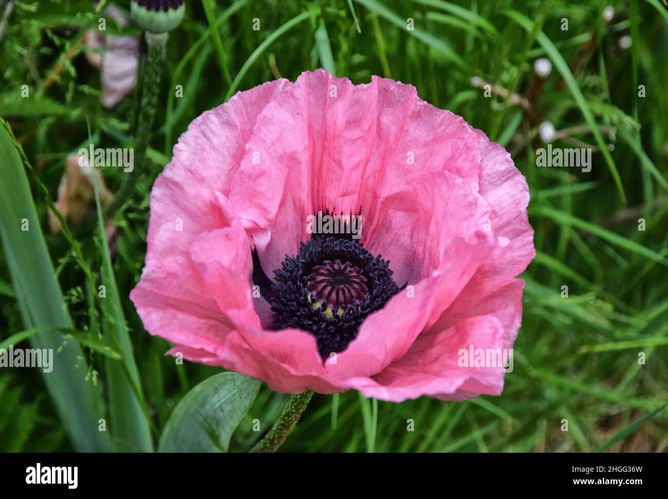 pink oriental poppu Stock Photo - Alamy