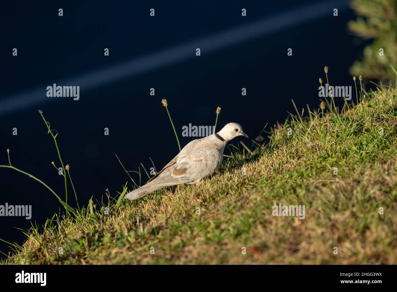 Ringed turtle dove on ground Stock Photo - Alamy