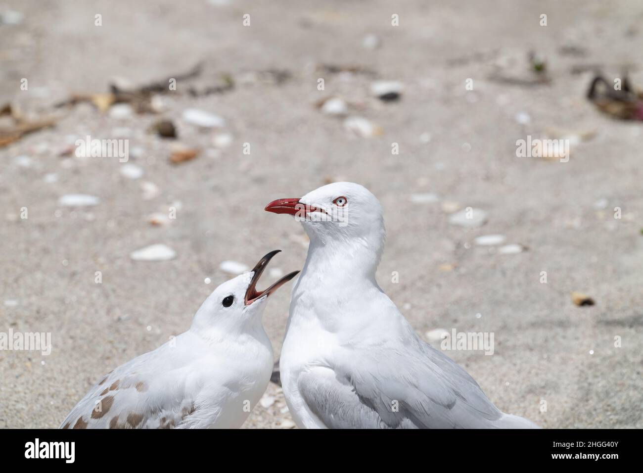 Seagull adult being pestered by pesky juvenile for food on beach Stock ...