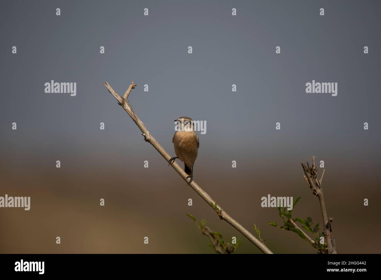 Common Stonechat Male Winter High Resolution Stock Photography and ...