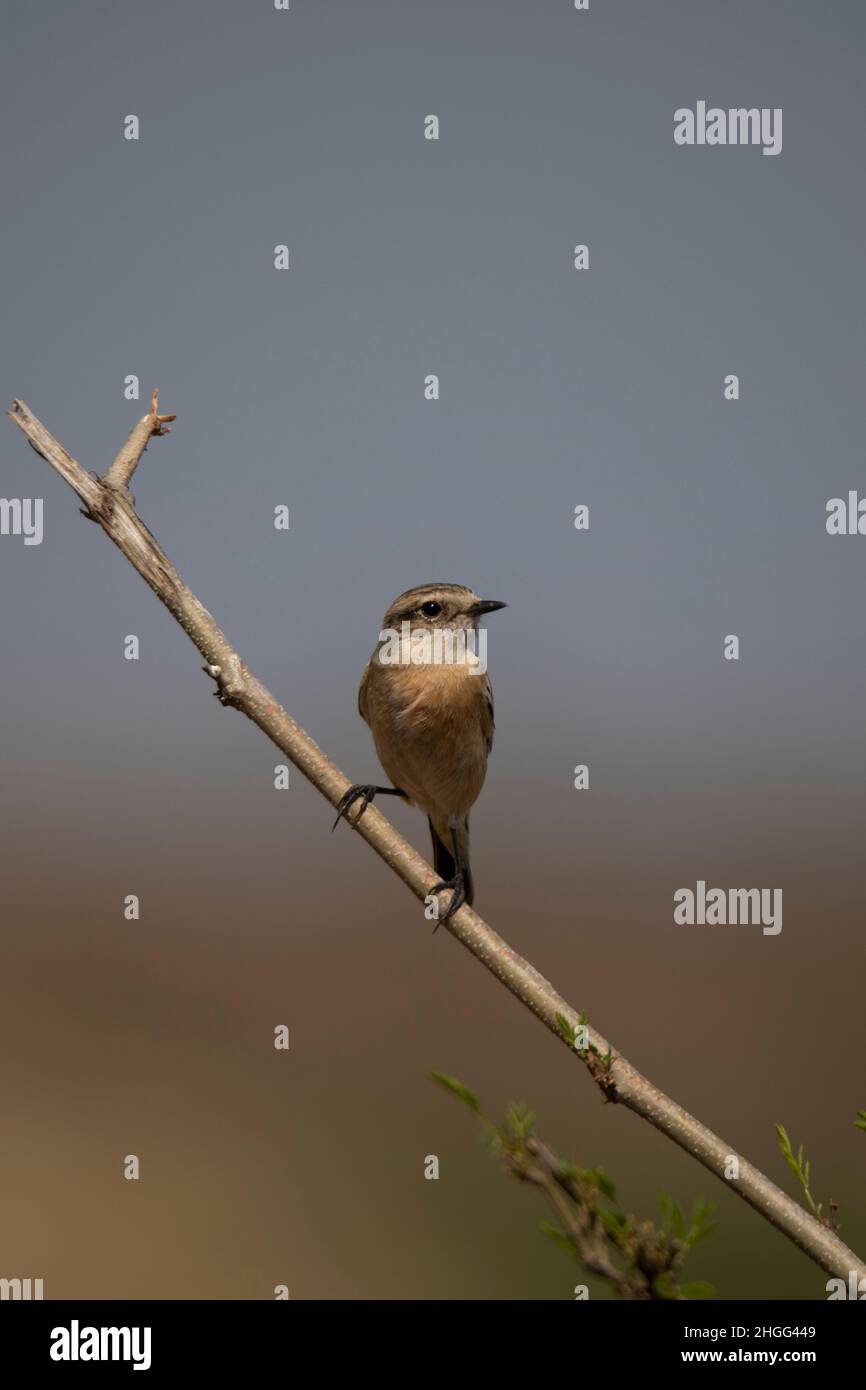 Common Stonechat Male Winter High Resolution Stock Photography and ...