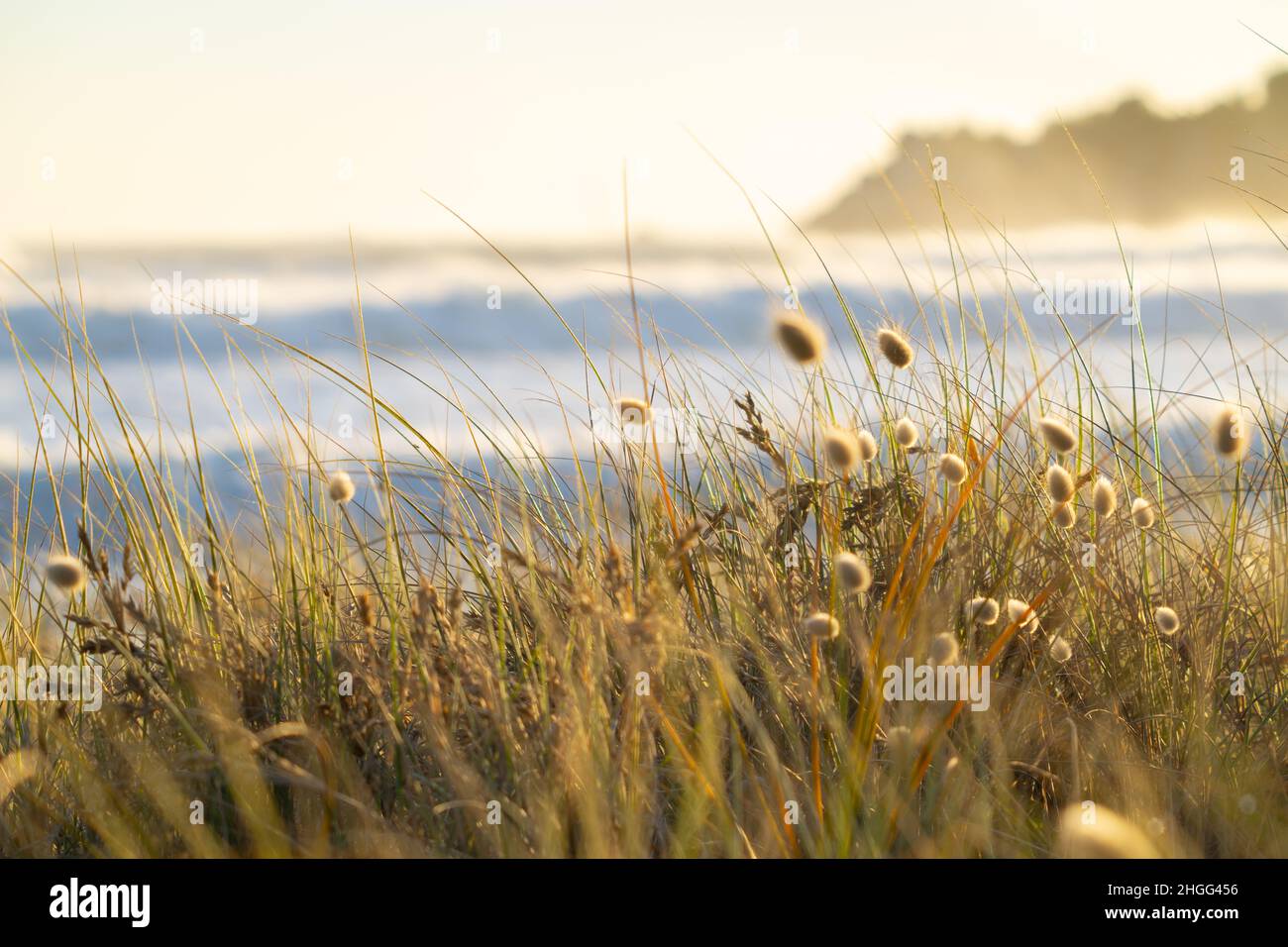 Cyclone Cody large waves and swells beyond golden beach vegetation and ...