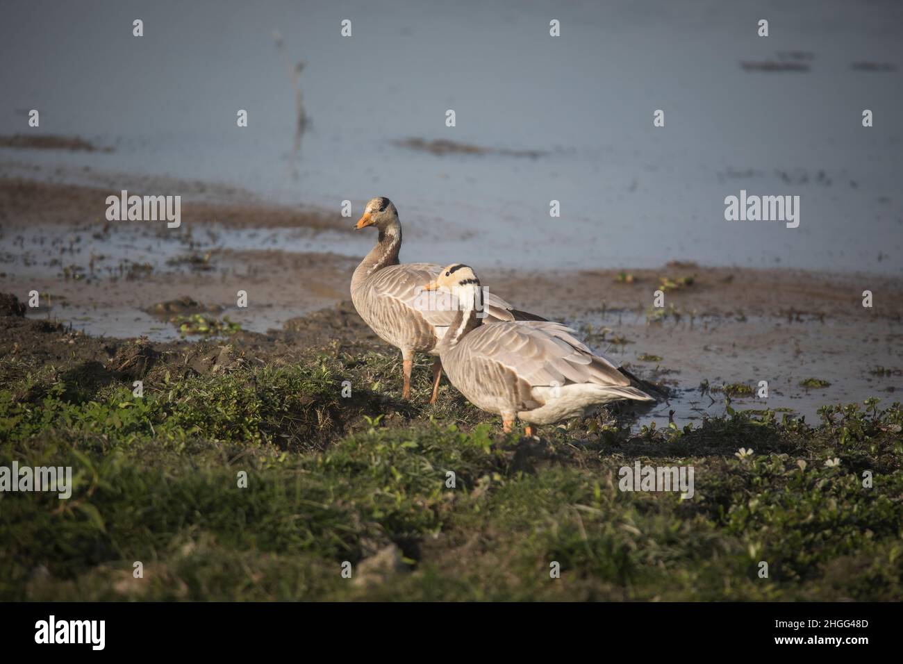 Bar-headed Goose, Goose, Anser indicus, Rann of Kutach, Gujarat, India ...