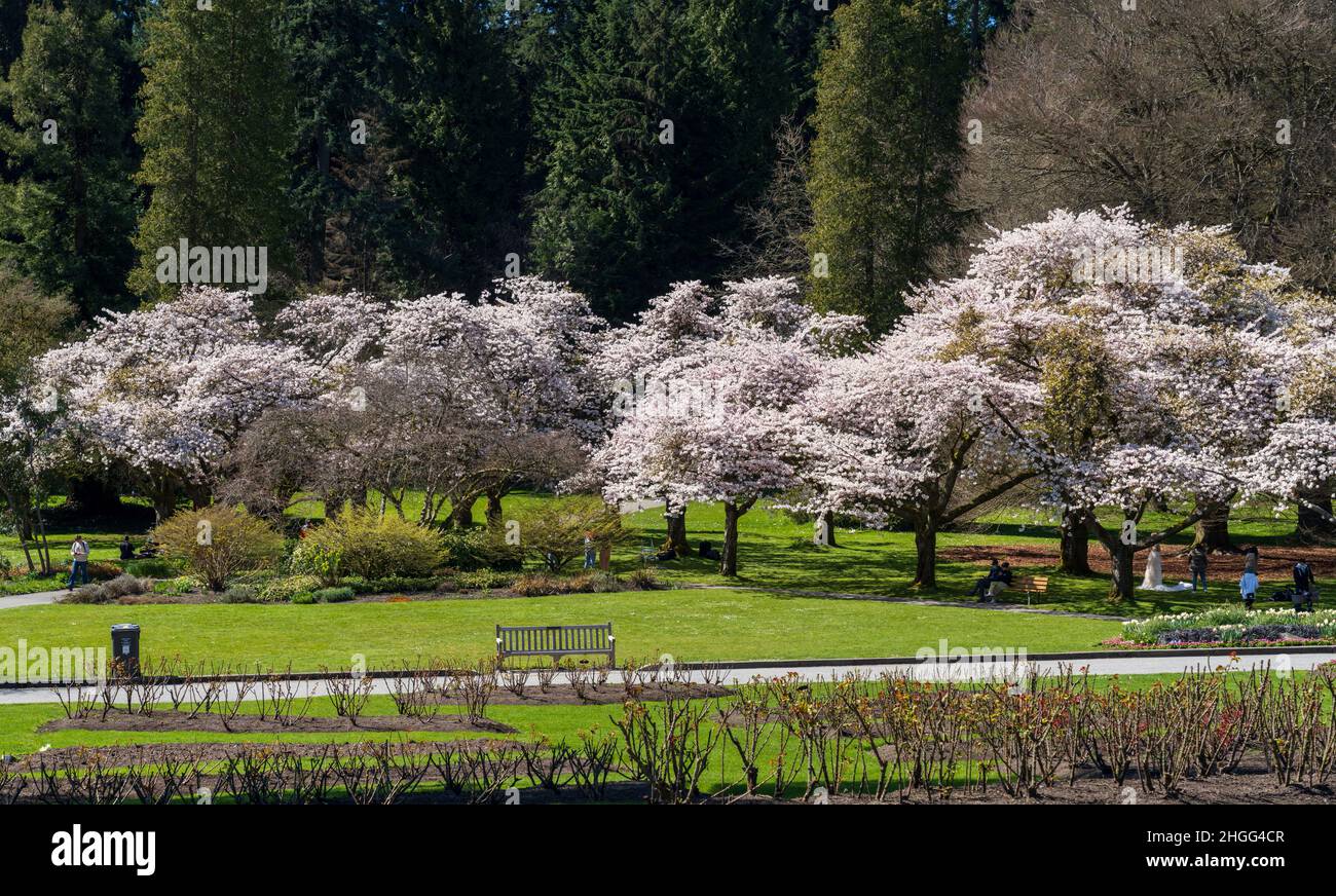Stanley Park cherry blossoms in full bloom. people flower viewing in ...