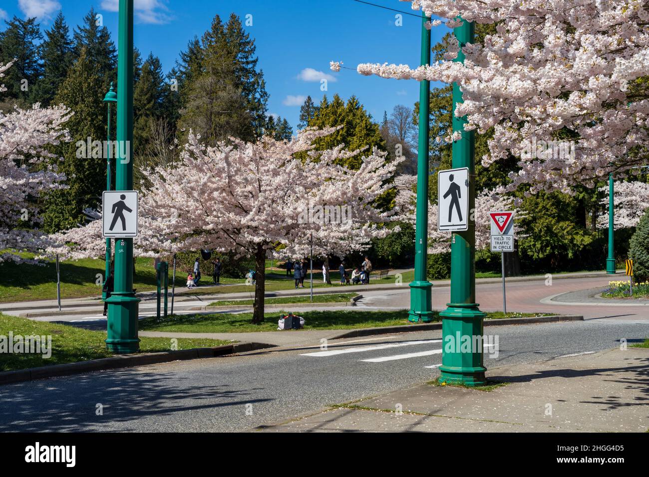 Pedestrian crossing road sign at Stanley Park in springtime. Cherry ...